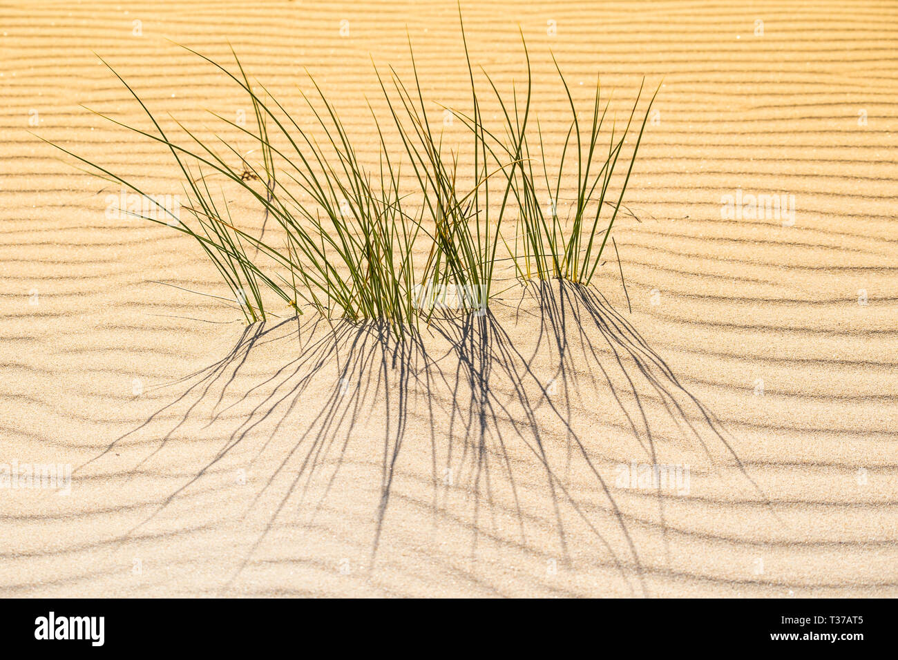 grass growing through the waves in the sand at Bolonia, Spain Stock ...