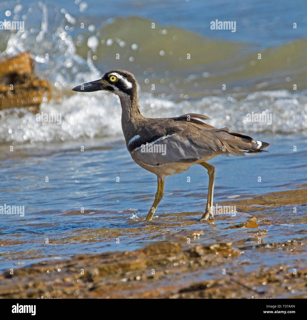 Beautiful and unusual Beach stone-curlew / thick-knee, Esacus ...
