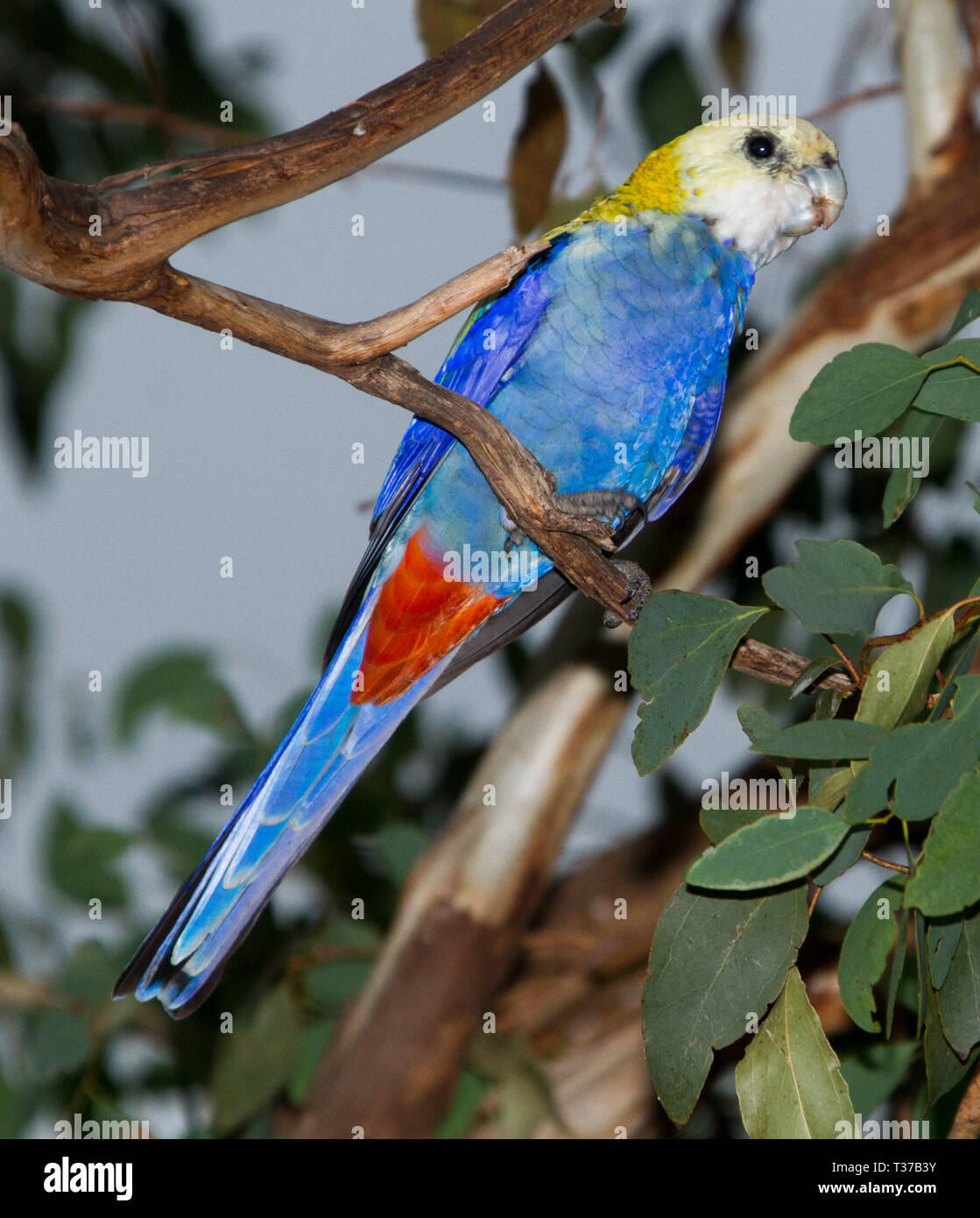 Australian rosella hi-res stock photography and images - Alamy