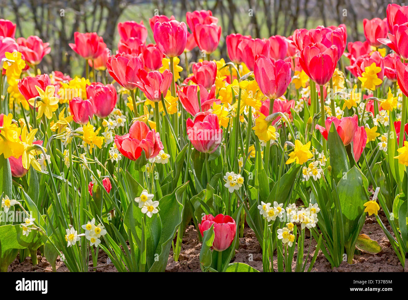 Seasonal blooming garden hi-res stock photography and images - Alamy