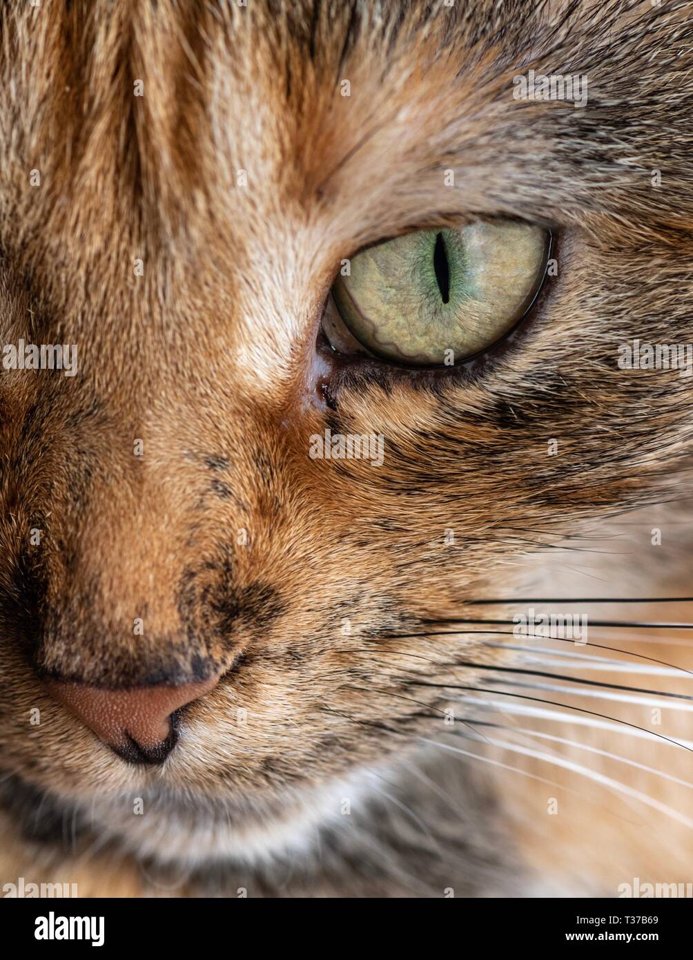 Cat eye stare Stock Photo - Alamy