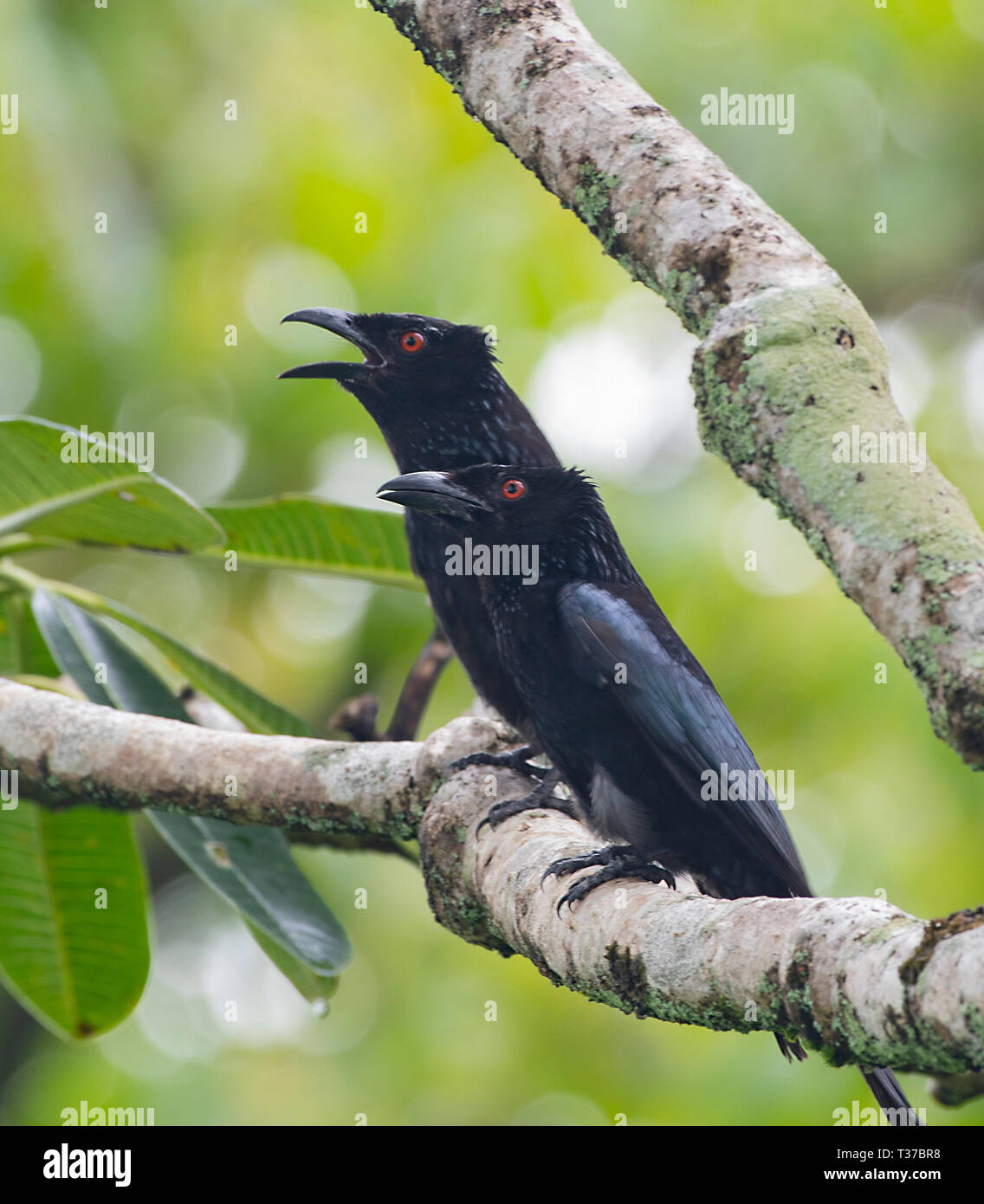 A pair of Spangled Drongos (Dicrurus bracteatus) on a perch, one with ...