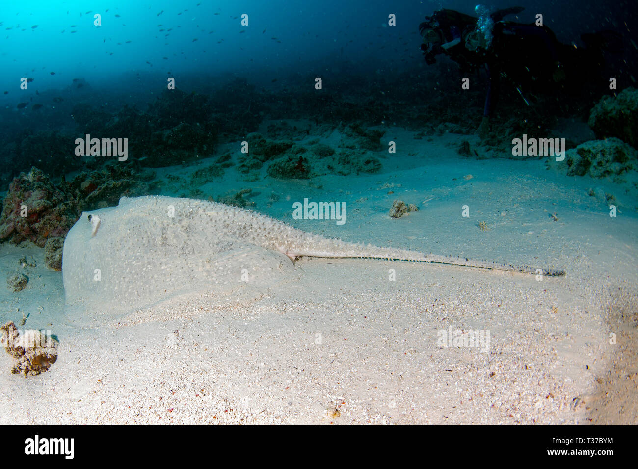 Hifing hi-res stock photography and images - Alamy