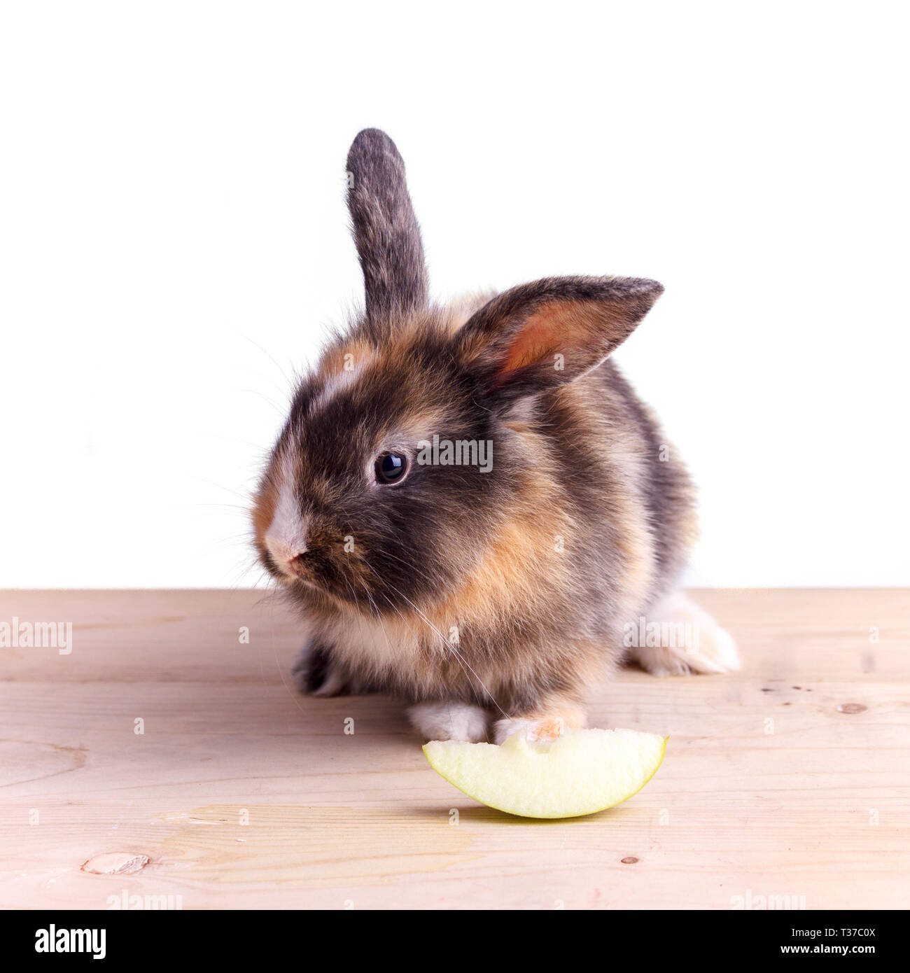 Rabbits eating isolated hi-res stock photography and images - Alamy
