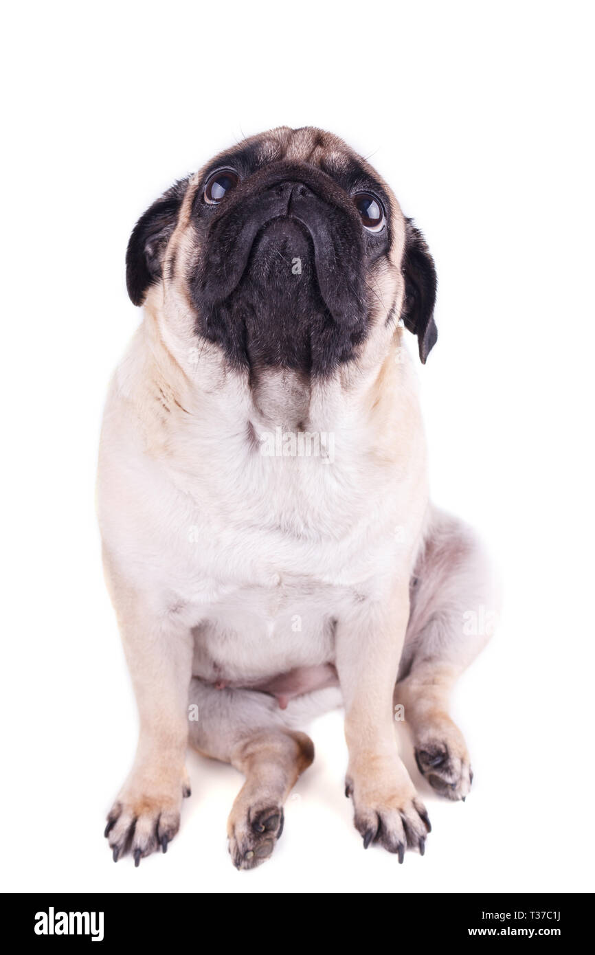 Brown pug puppy standing up Cut Out Stock Images & Pictures - Alamy