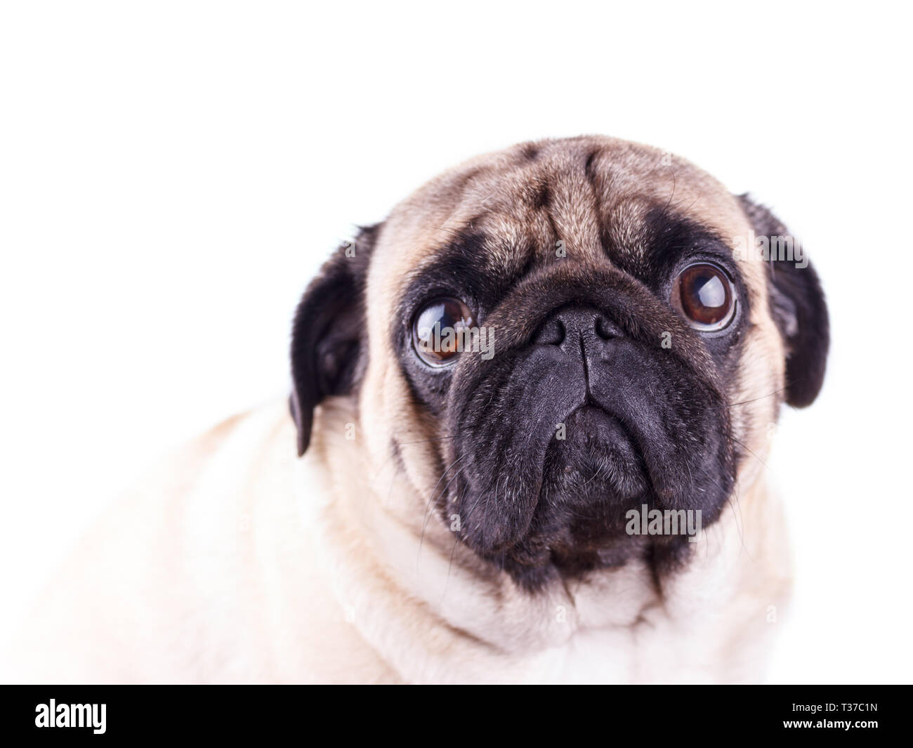 Portrait of pug dog with big sad eyes. Isolated Stock Photo - Alamy