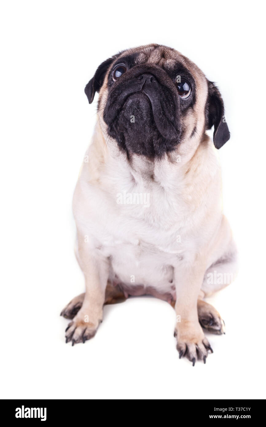 Sad dog pug sits and looking up Stock Photo - Alamy