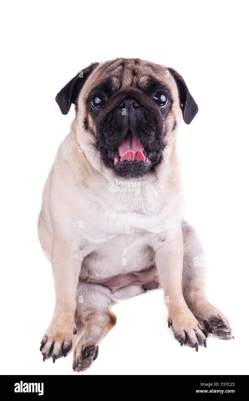 Closeup dog tongue Cut Out Stock Images & Pictures - Alamy