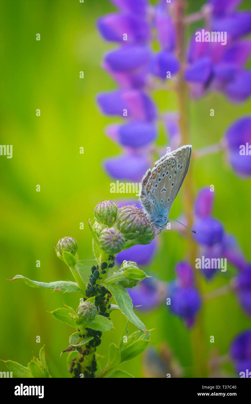 Blue butterfly Butterfly moth. Beautiful insect. The butterfly sits and ...