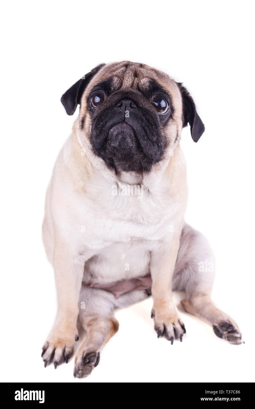 Brown pug puppy standing up hi-res stock photography and images - Alamy