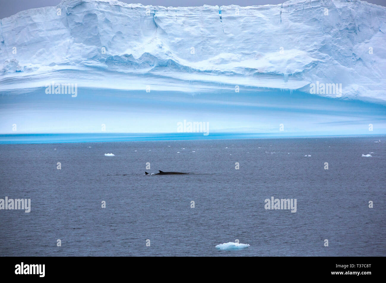 Fin Whale, Balaenoptera physalus surfacing next to a tabular Iceberg in ...