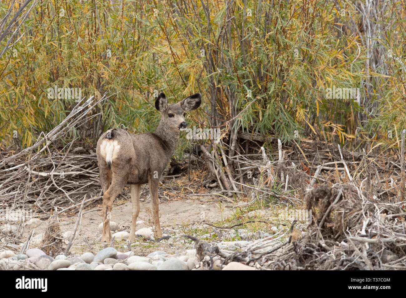 Young Mule deer with thicket behind Stock Photo - Alamy