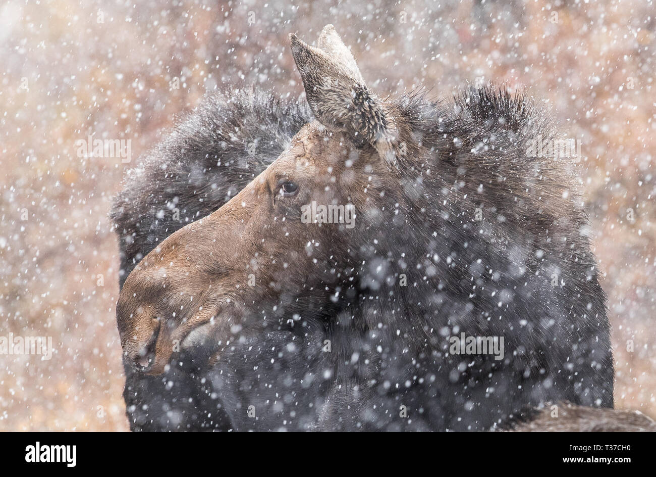 Moose in Snow Stock Photo - Alamy