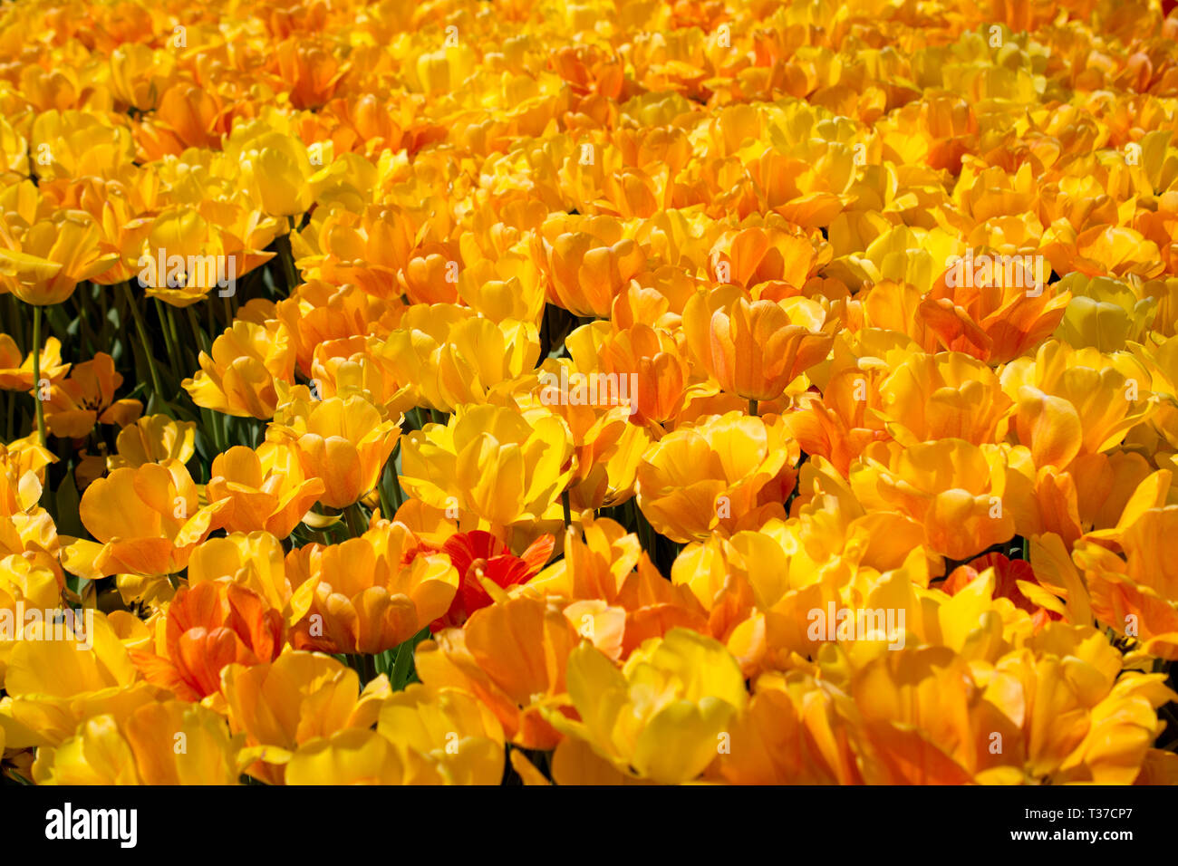 tulips of various colors in nature in spring time Stock Photo - Alamy
