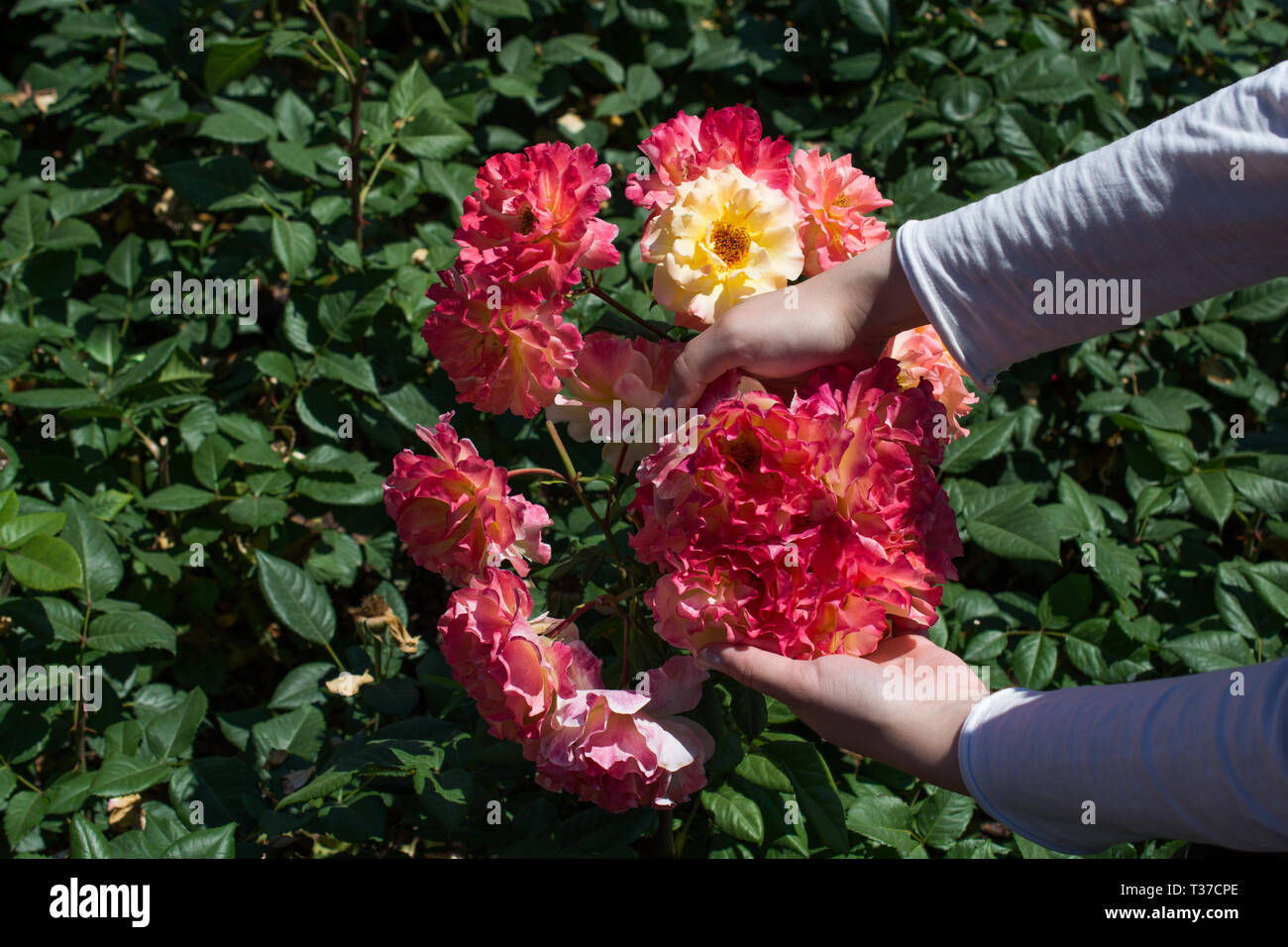 Beautiful fresh roses in hand Stock Photo - Alamy