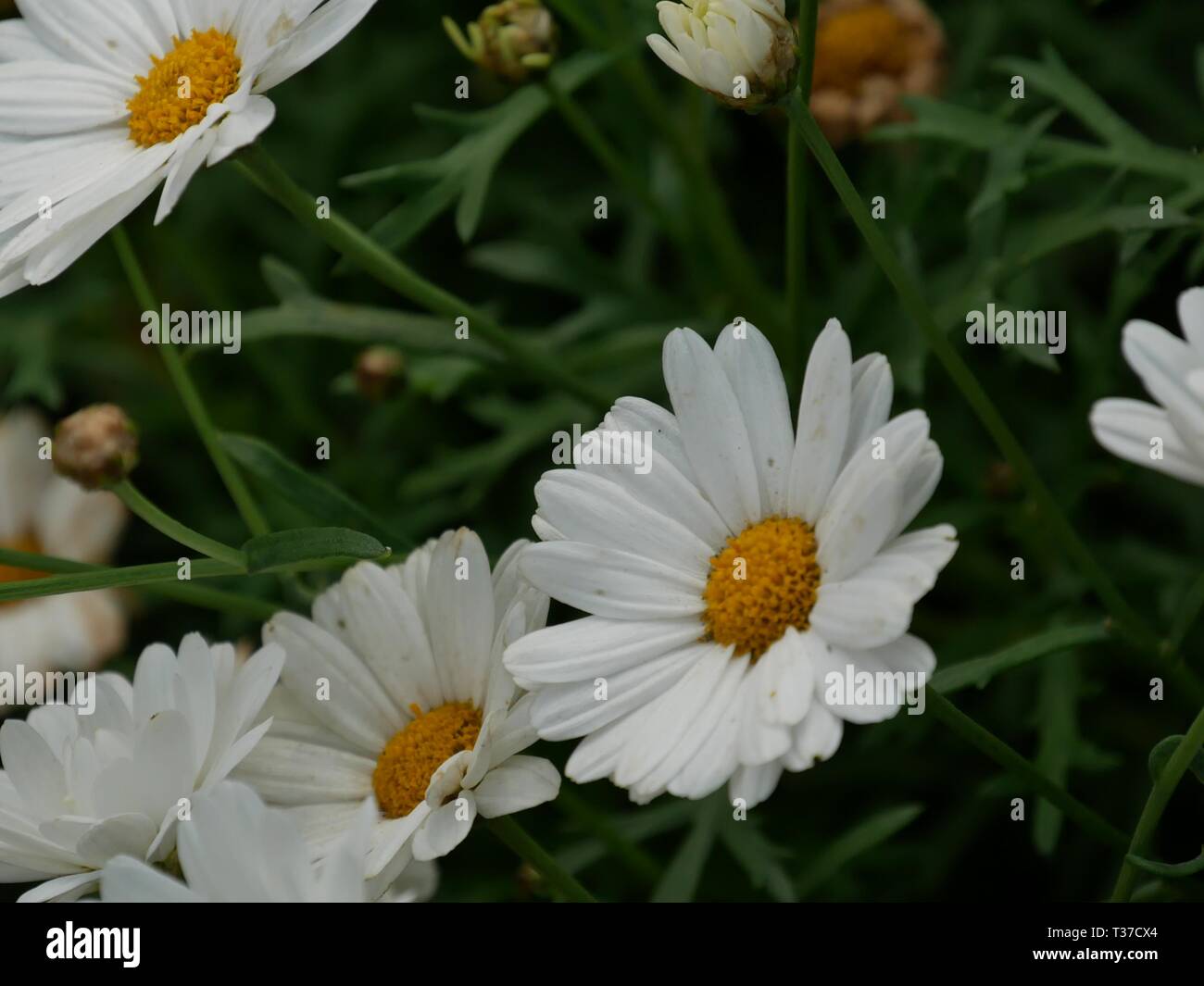 Daisy meadow in spring Stock Photo - Alamy