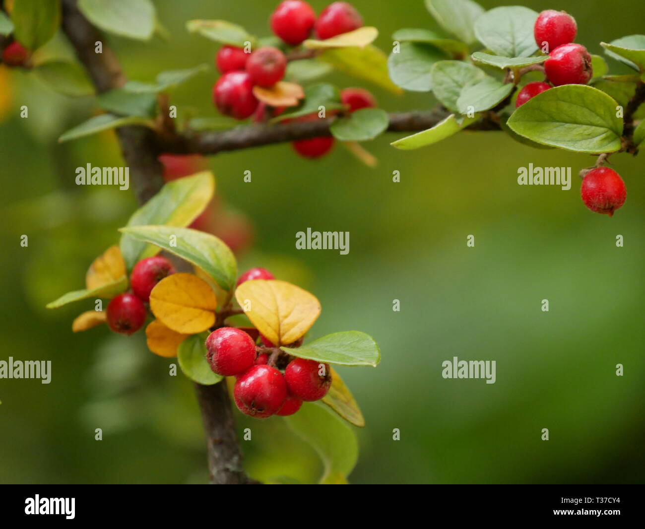 Rowberry with branch and leaves Stock Photo - Alamy