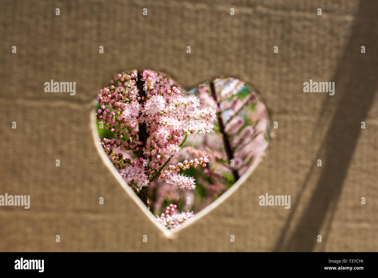 Flowers seen through heart shape cut out of cardboard Stock Photo - Alamy