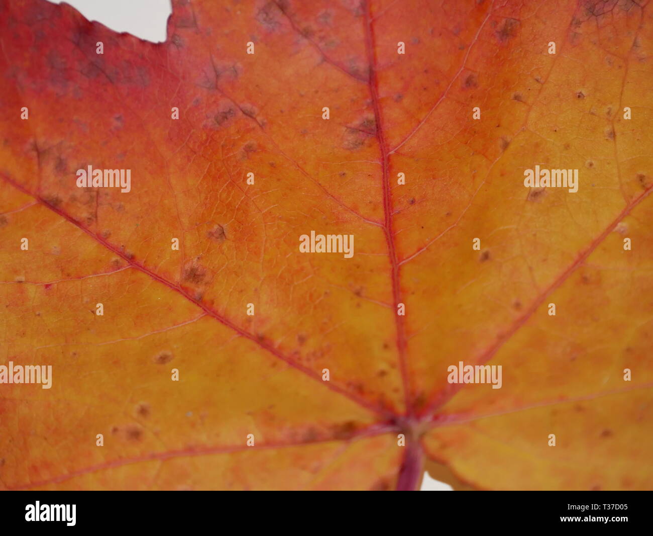 Tree in alpha channel hi-res stock photography and images - Alamy