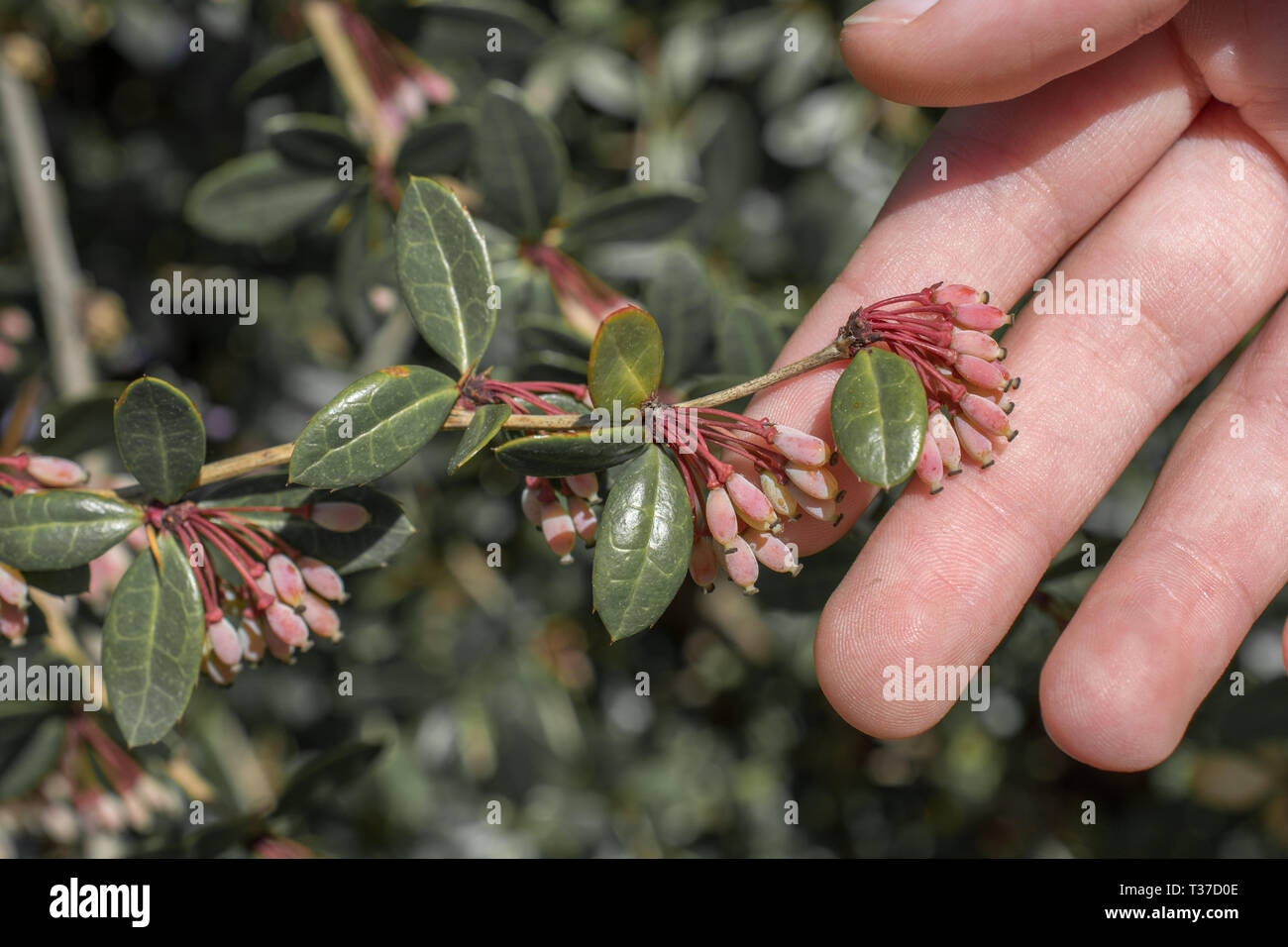 Colorful wild spring flowers in hand in nature Stock Photo - Alamy