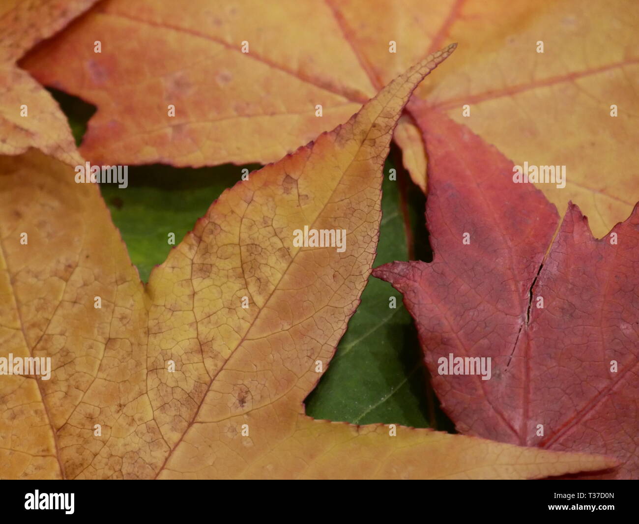 Orange leaf icon flat hi-res stock photography and images - Alamy
