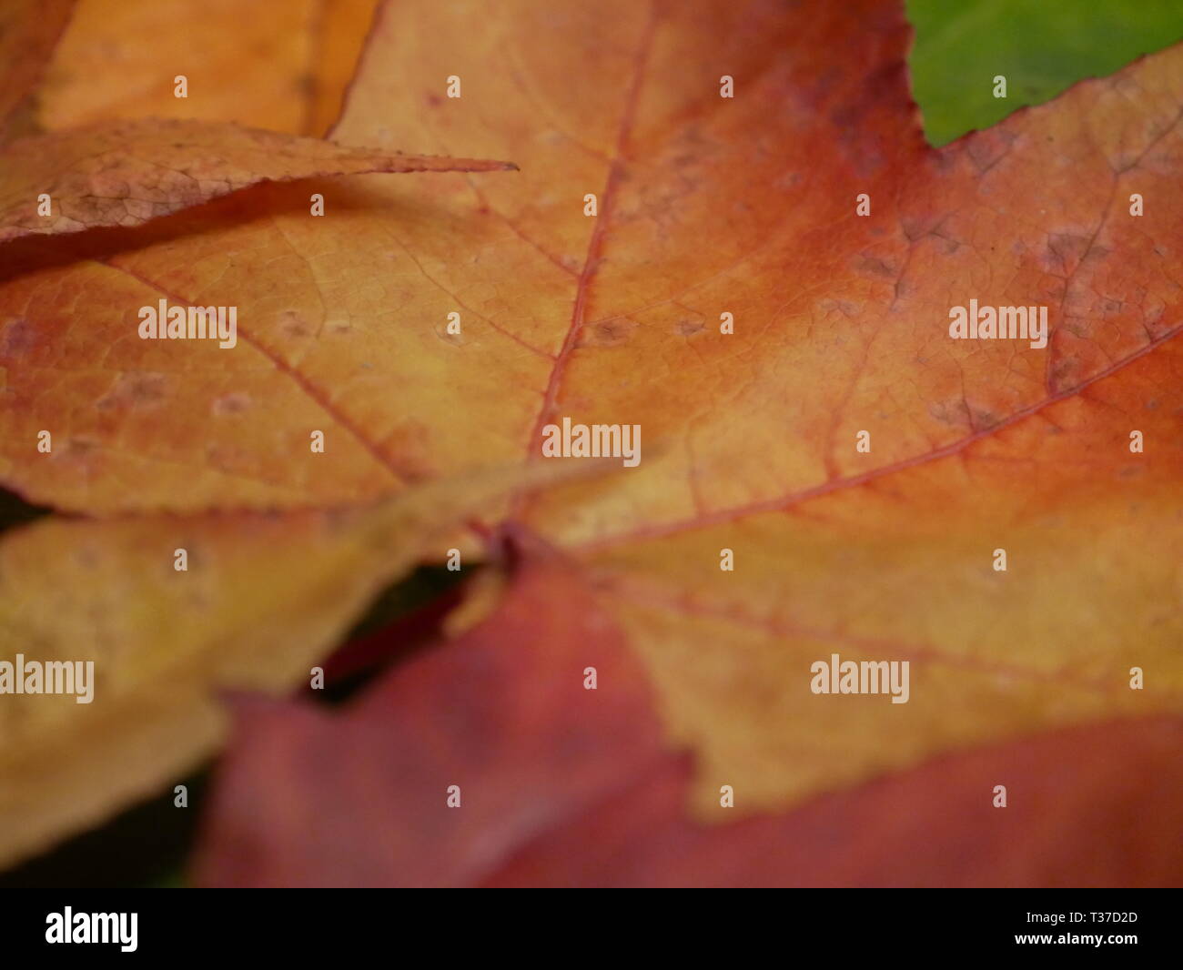 autumn leaf close-up Stock Photo - Alamy