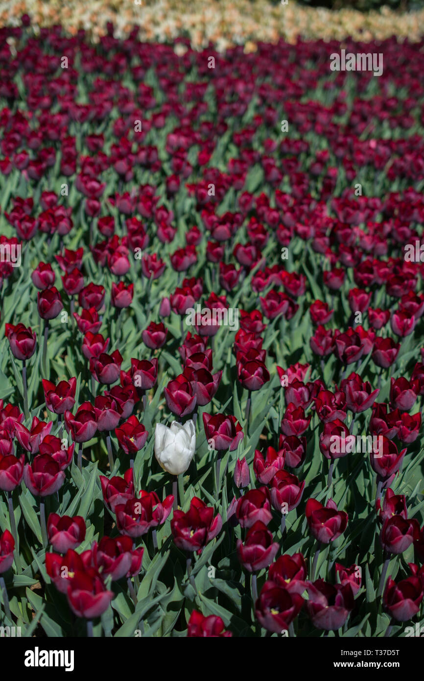 Red color Tulips Bloom in Spring in garden Stock Photo - Alamy