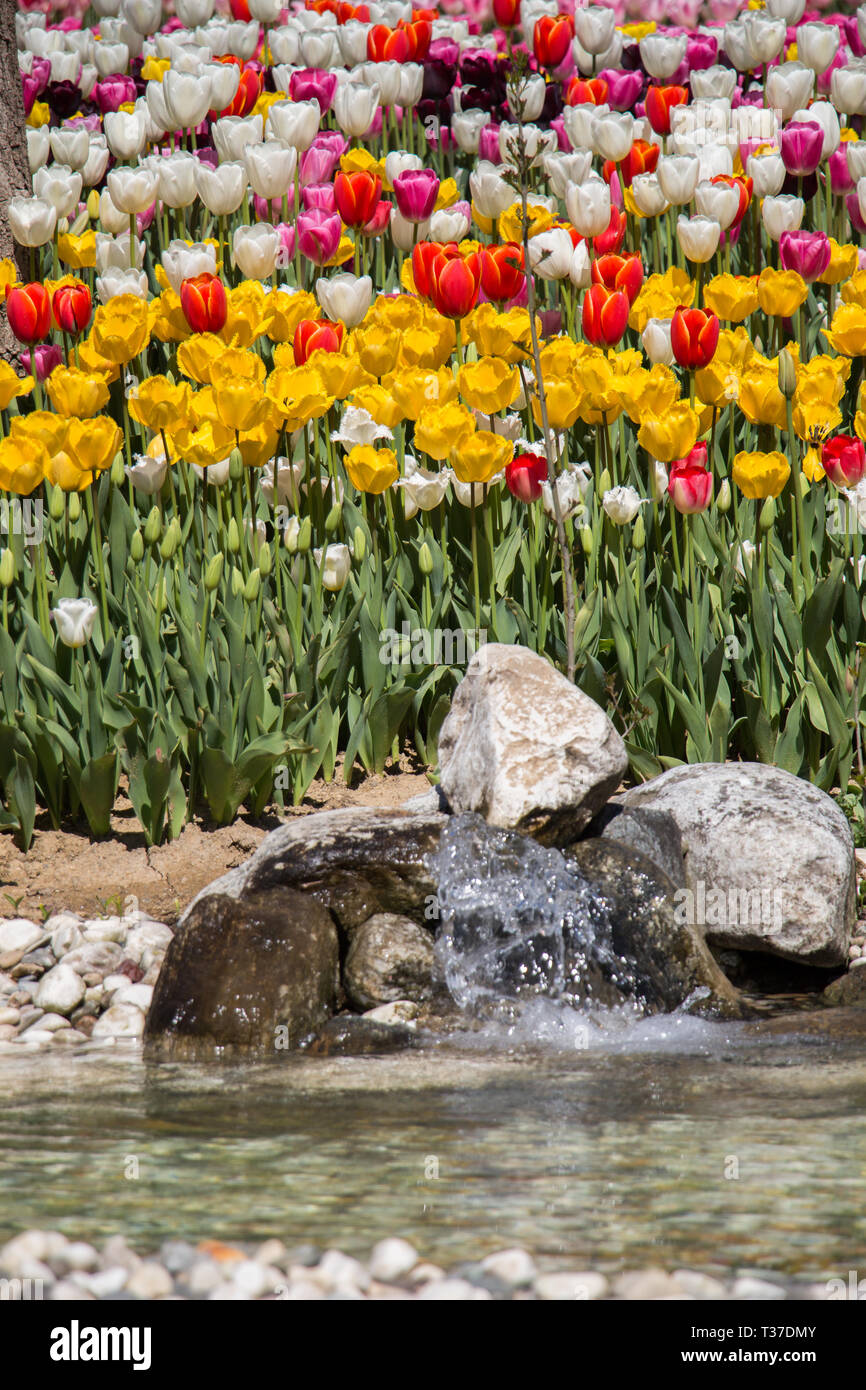 Various color tulip flowers bloom in spring the garden Stock Photo - Alamy