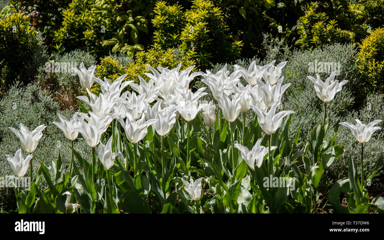 White color Tulips Bloom in Spring in garden Stock Photo - Alamy