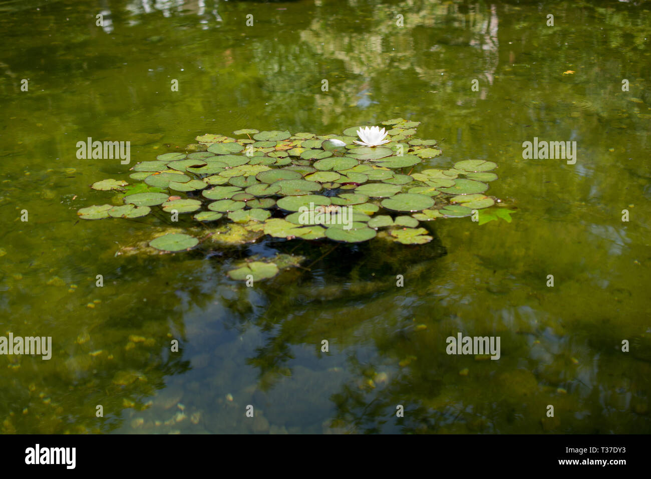 Background of green water texture in the pond Stock Photo - Alamy