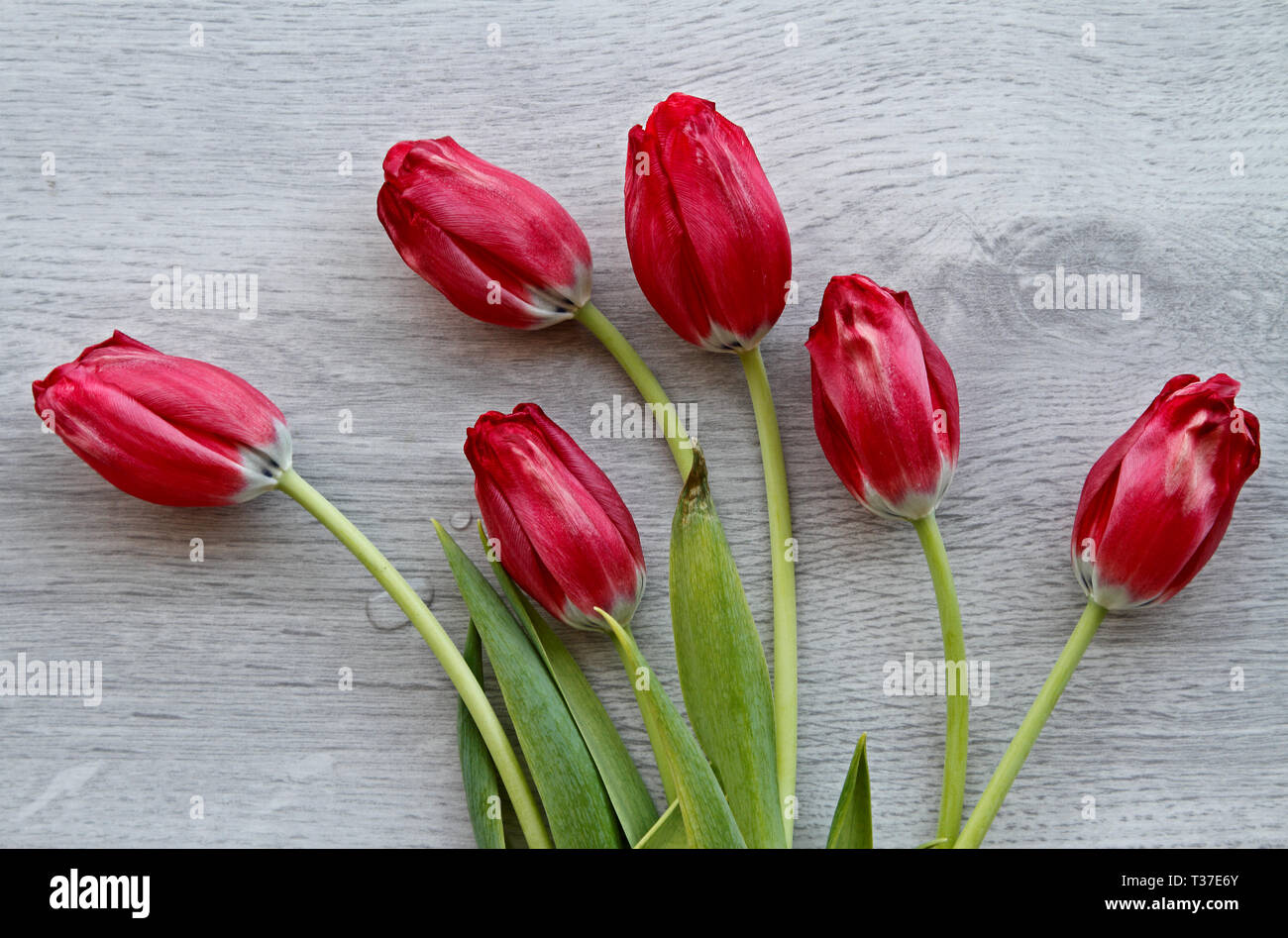 Six tulips hi-res stock photography and images - Alamy