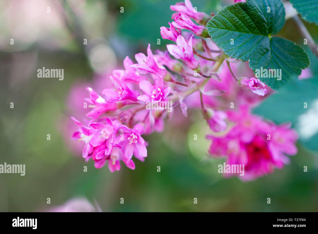 Ribes sanguineum hedge uk hi-res stock photography and images - Alamy