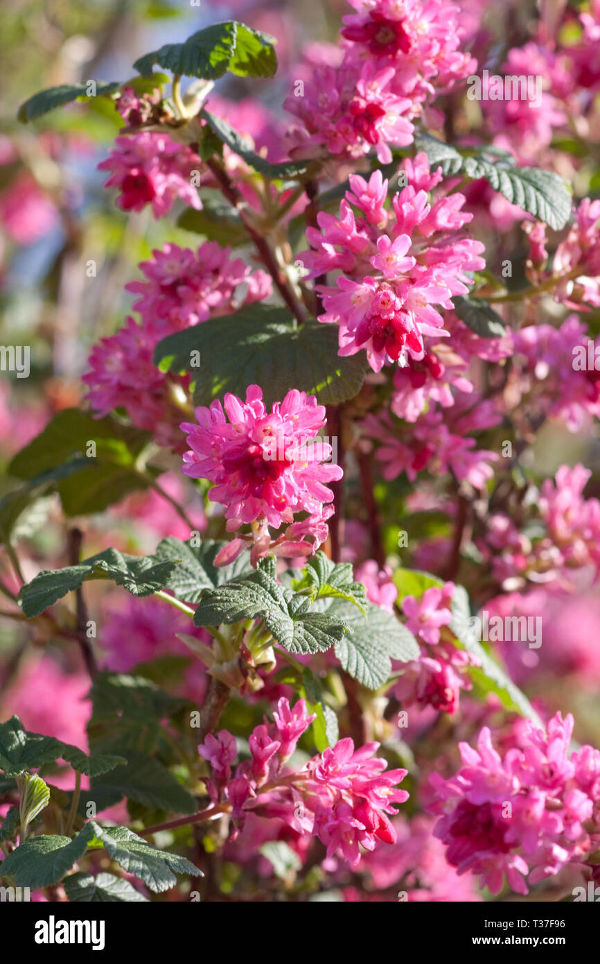 Ribes sanguineum uk hi-res stock photography and images - Alamy