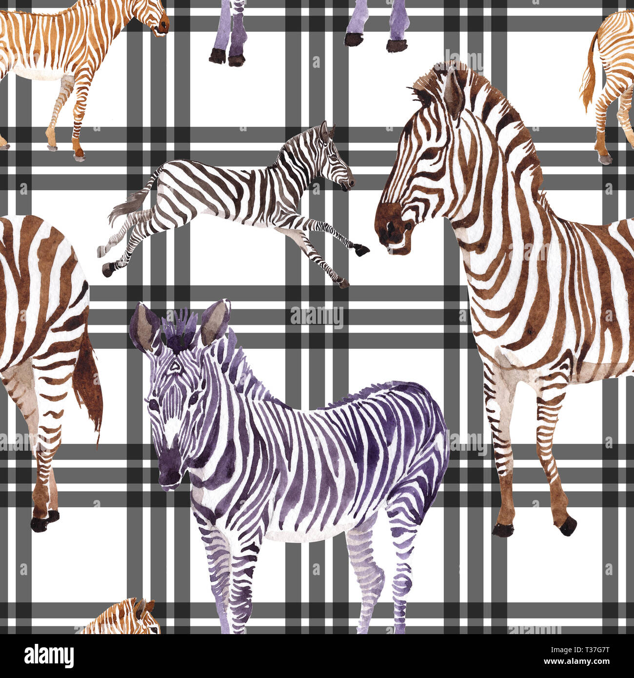 Exotic zebra wild animal in a watercolor style. Watercolor background ...