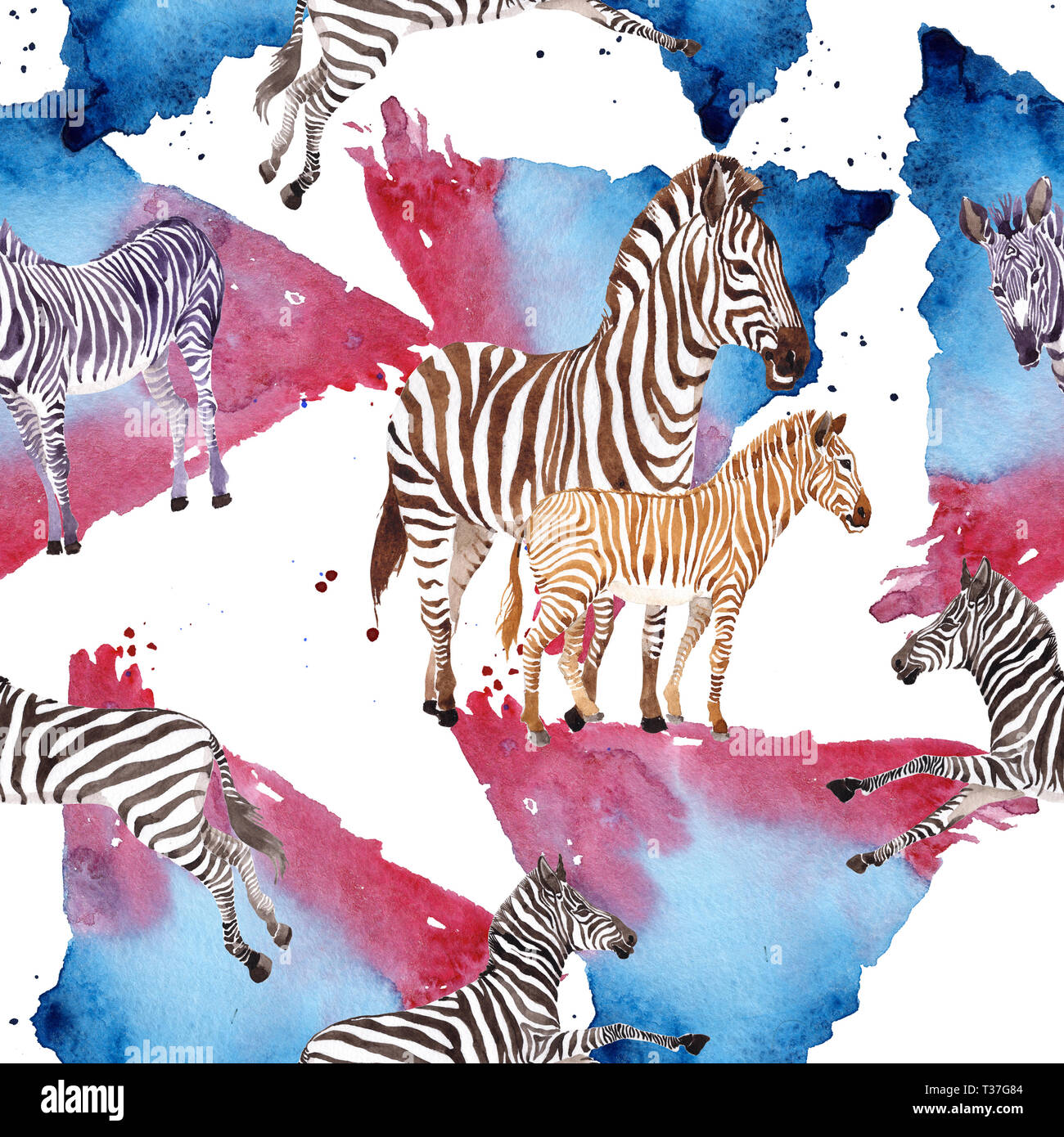 Exotic zebra wild animal in a watercolor style. Watercolor background ...