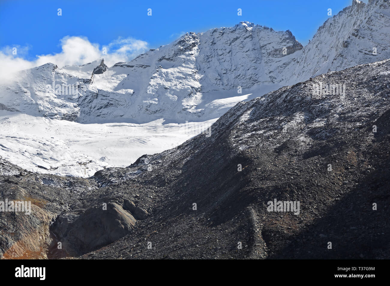 Rottblatt hi-res stock photography and images - Alamy