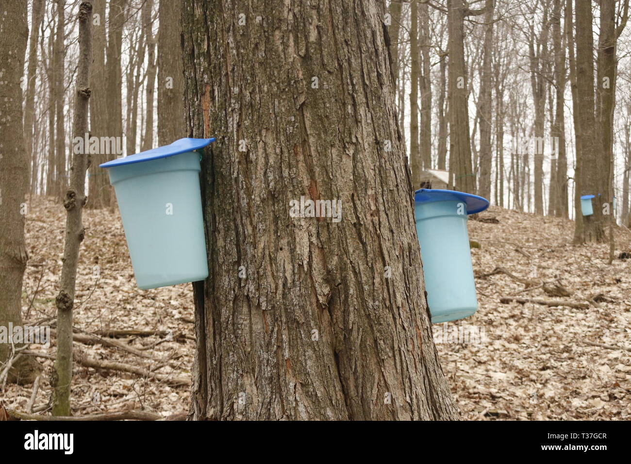 Maple Tapping - Tapping maple trees for their sap in the Spring which ...