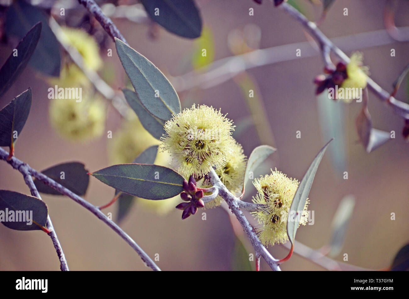 Eucalyptus desmondensis hi-res stock photography and images - Alamy