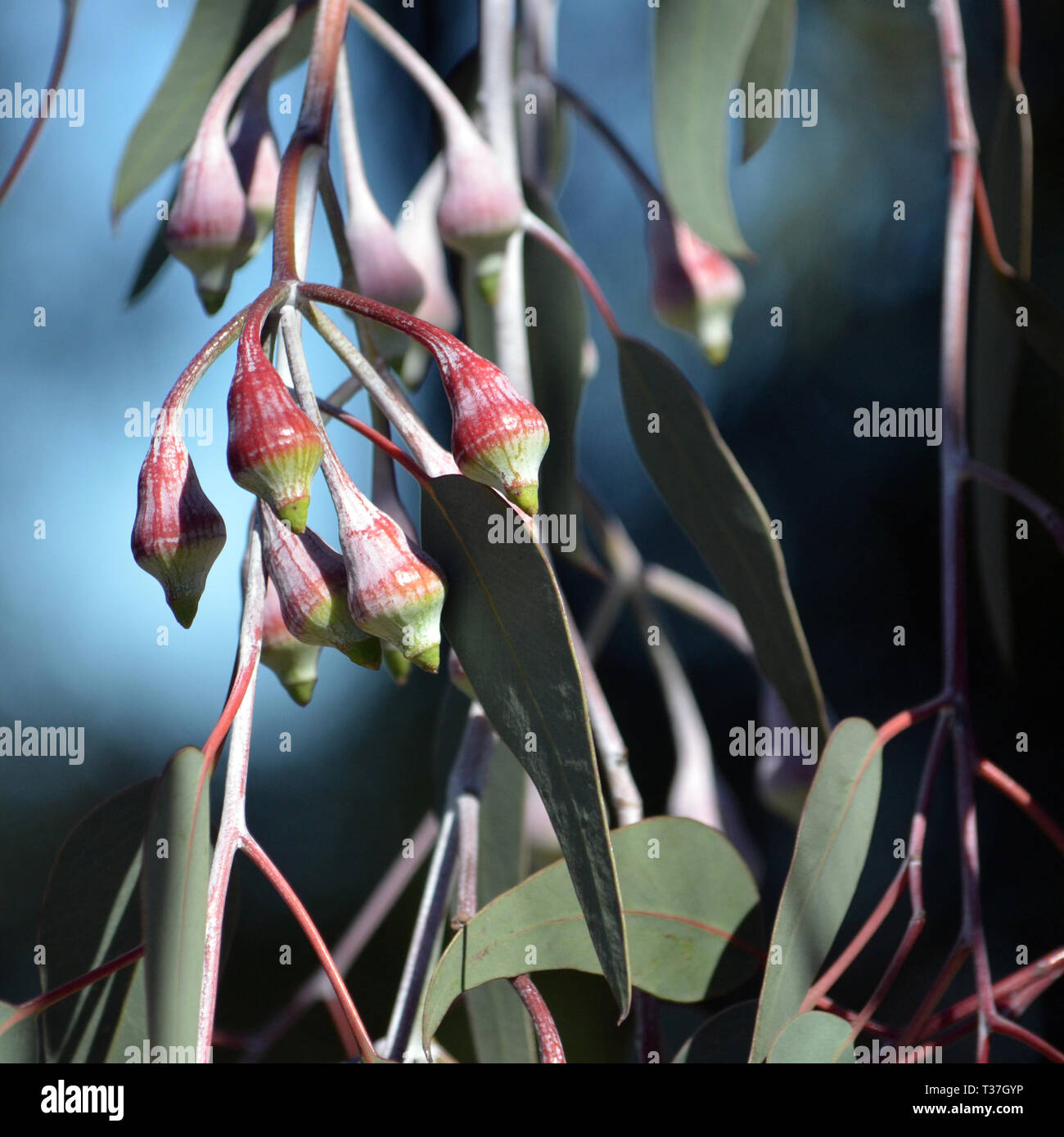 Silver princess hi-res stock photography and images - Alamy