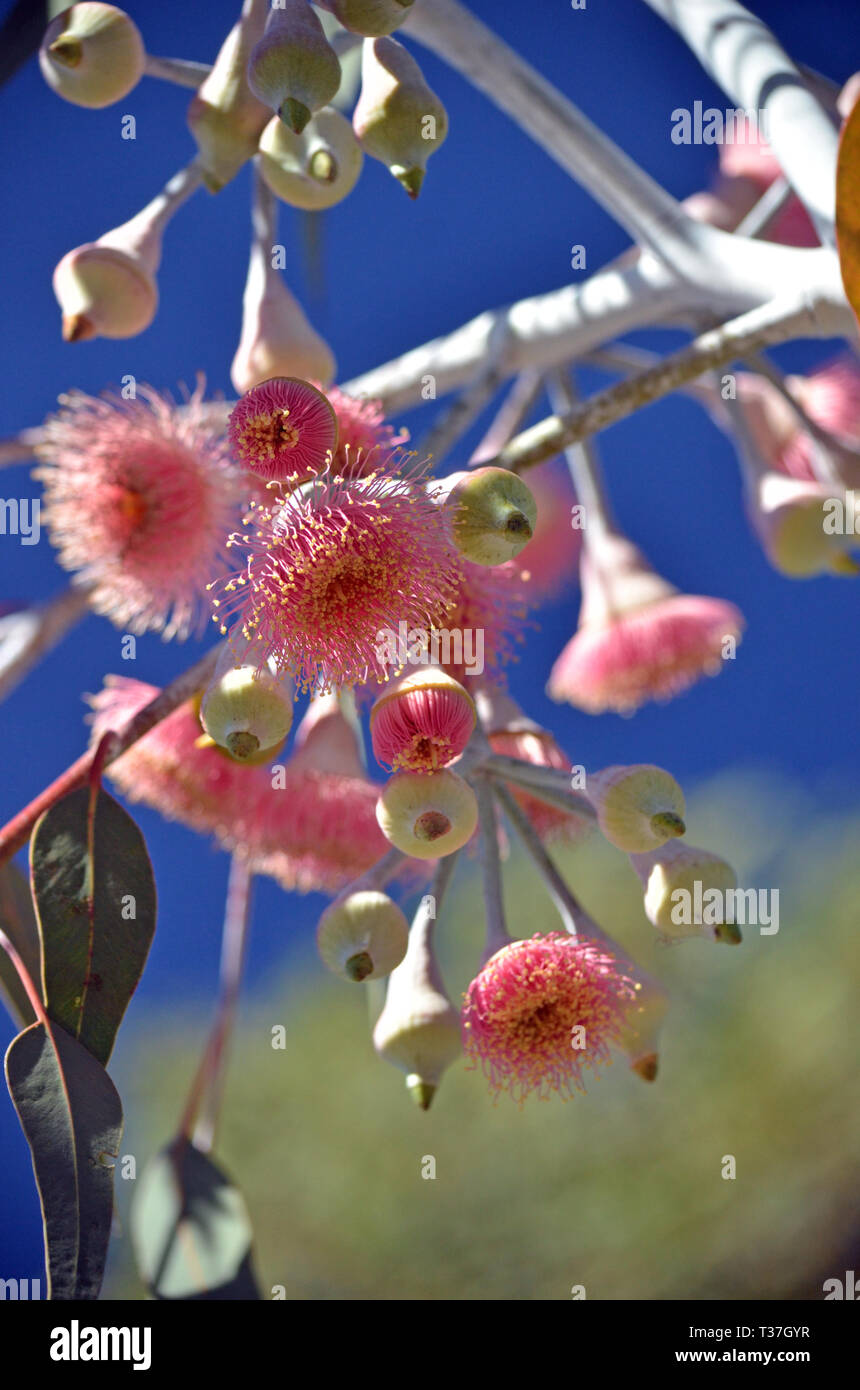 Pink blossoms of Australian native Eucalyptus caesia subspecies magna ...
