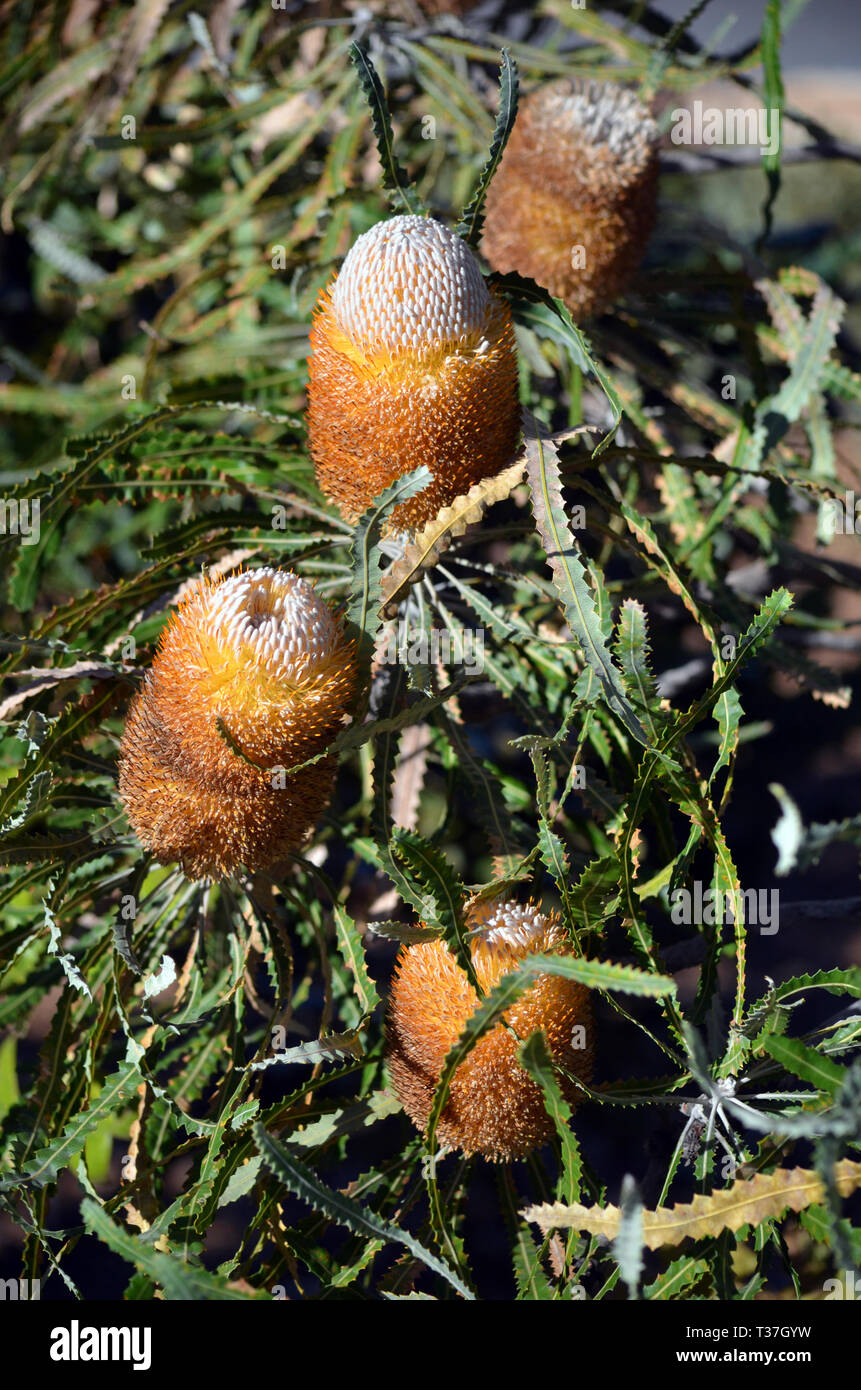 Unusual white and orange inflorescences of the Acorn Banksia, Banksia ...
