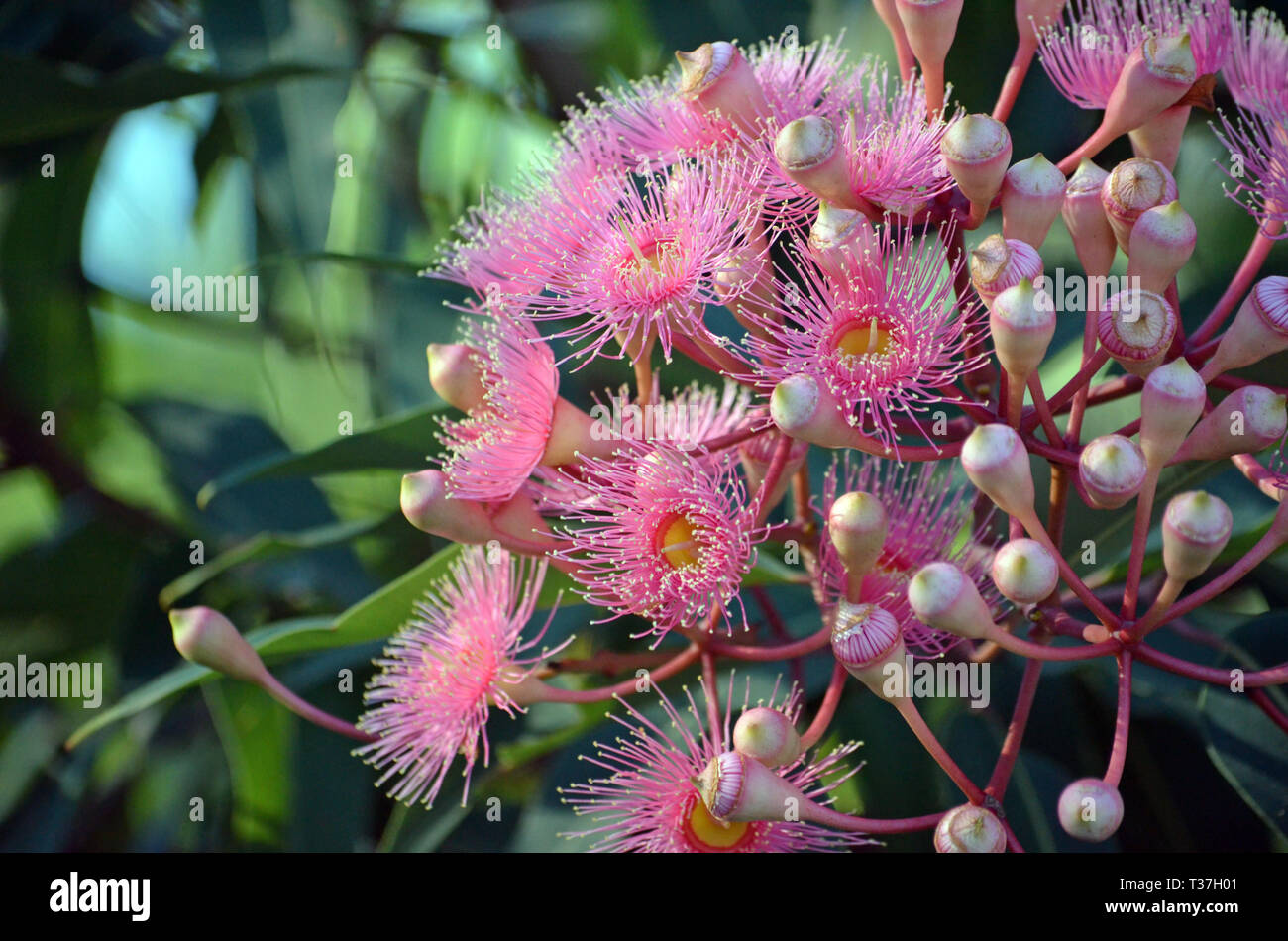 Pink blossoms and buds of the Australian native Corymbia cultivar ...