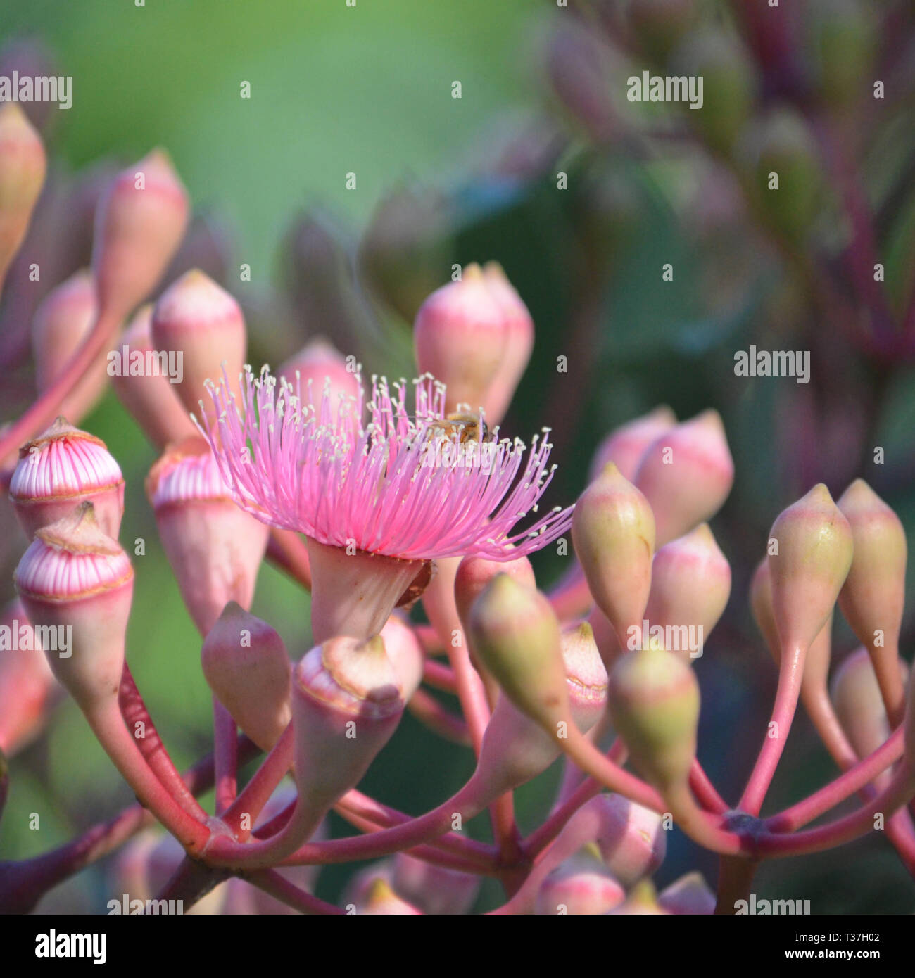 Single pink blossom surrounded by unopened buds of the Australian ...