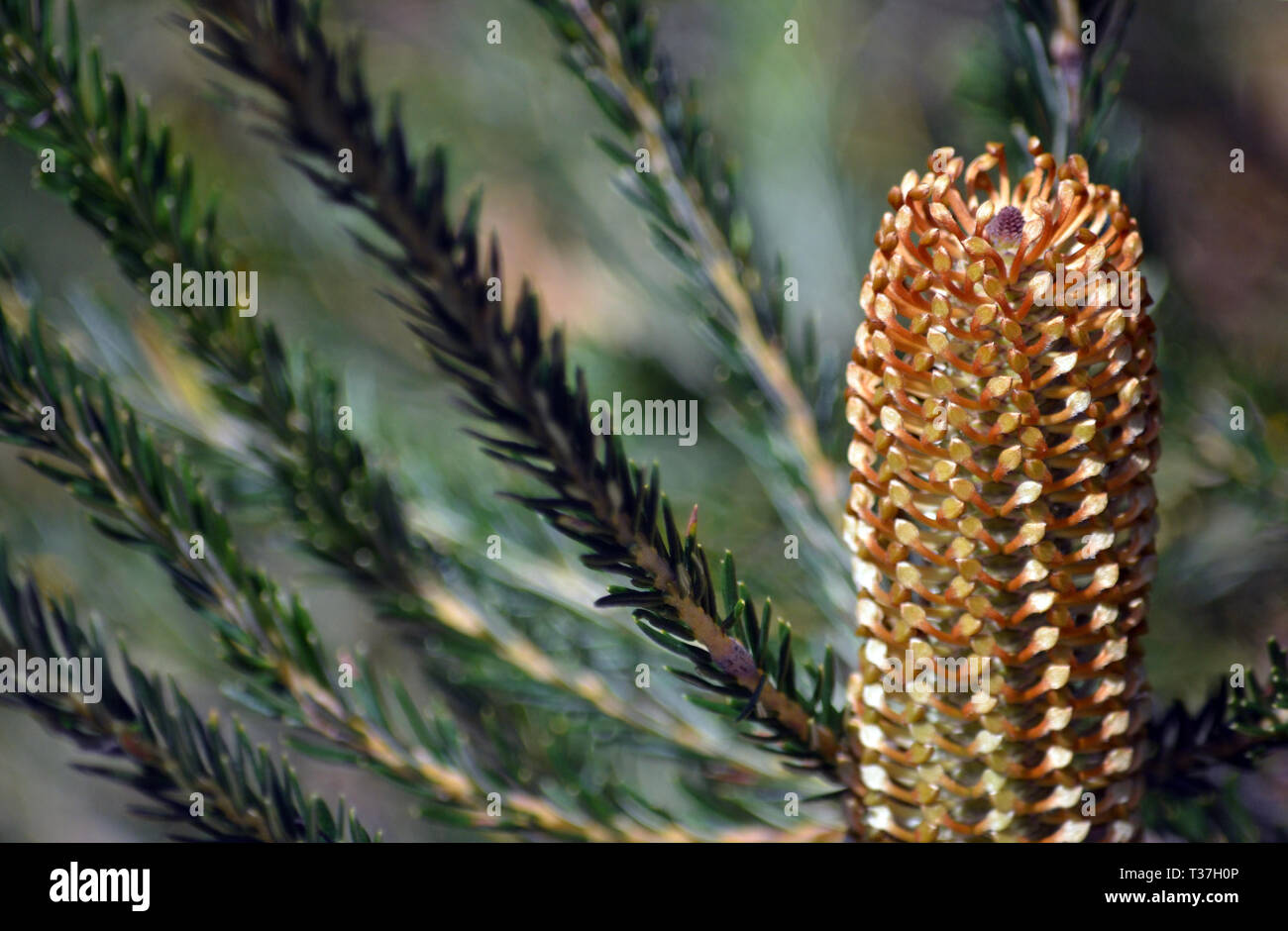 Close up of immature Australian native Banksia ericifolia inflorescence ...