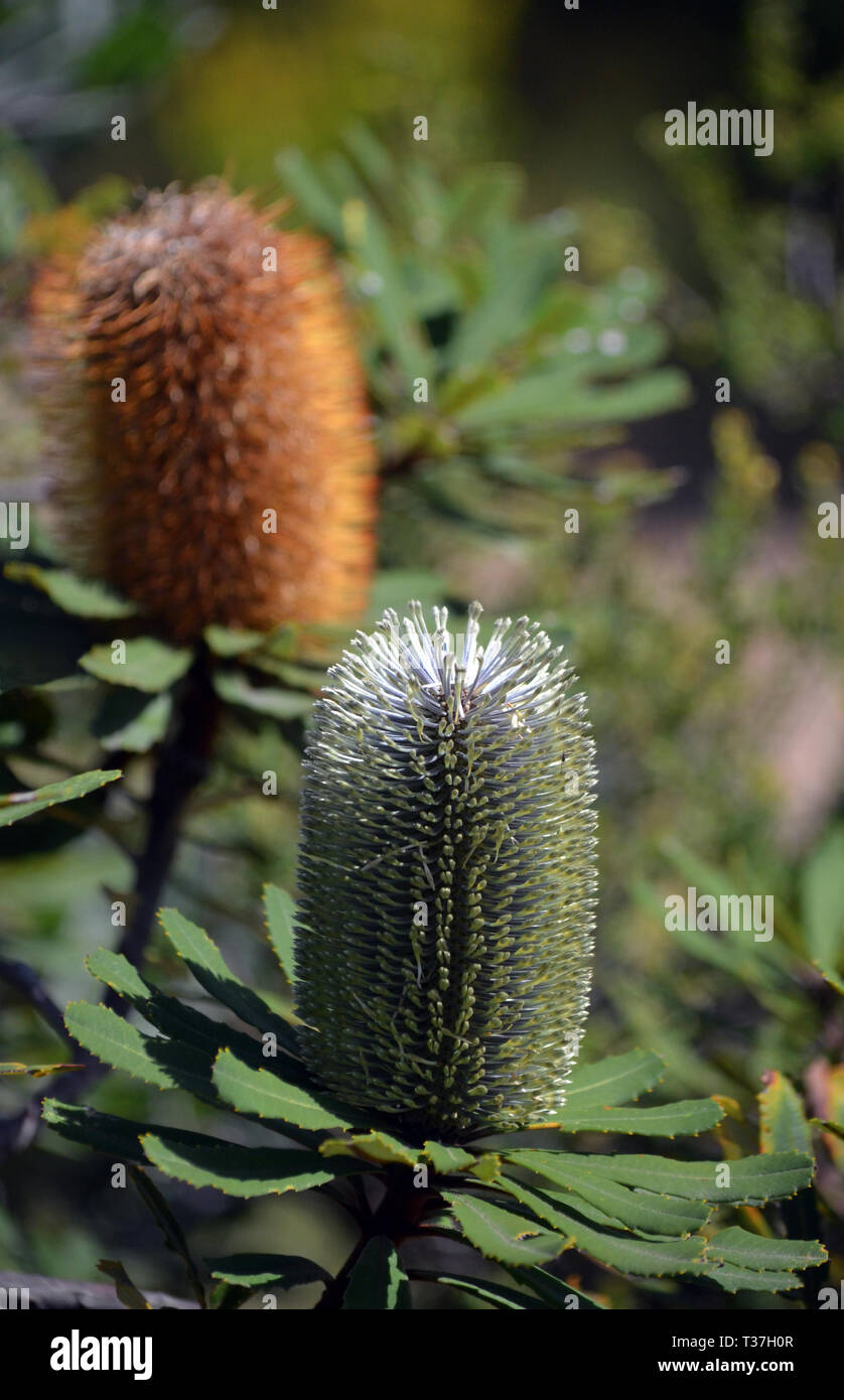Yellow and grey blue Australian native Banksia oblongifolia ...
