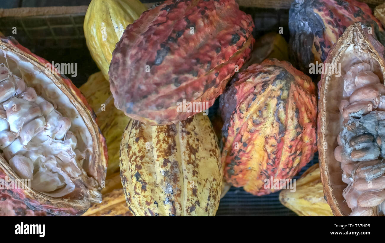 open cacao pods and beans in ecuador Stock Photo - Alamy