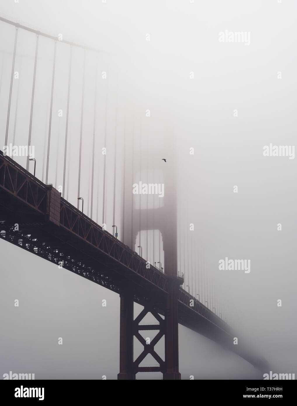 Heavy morning fog surrounds the Golden Gate Bridge Stock Photo - Alamy