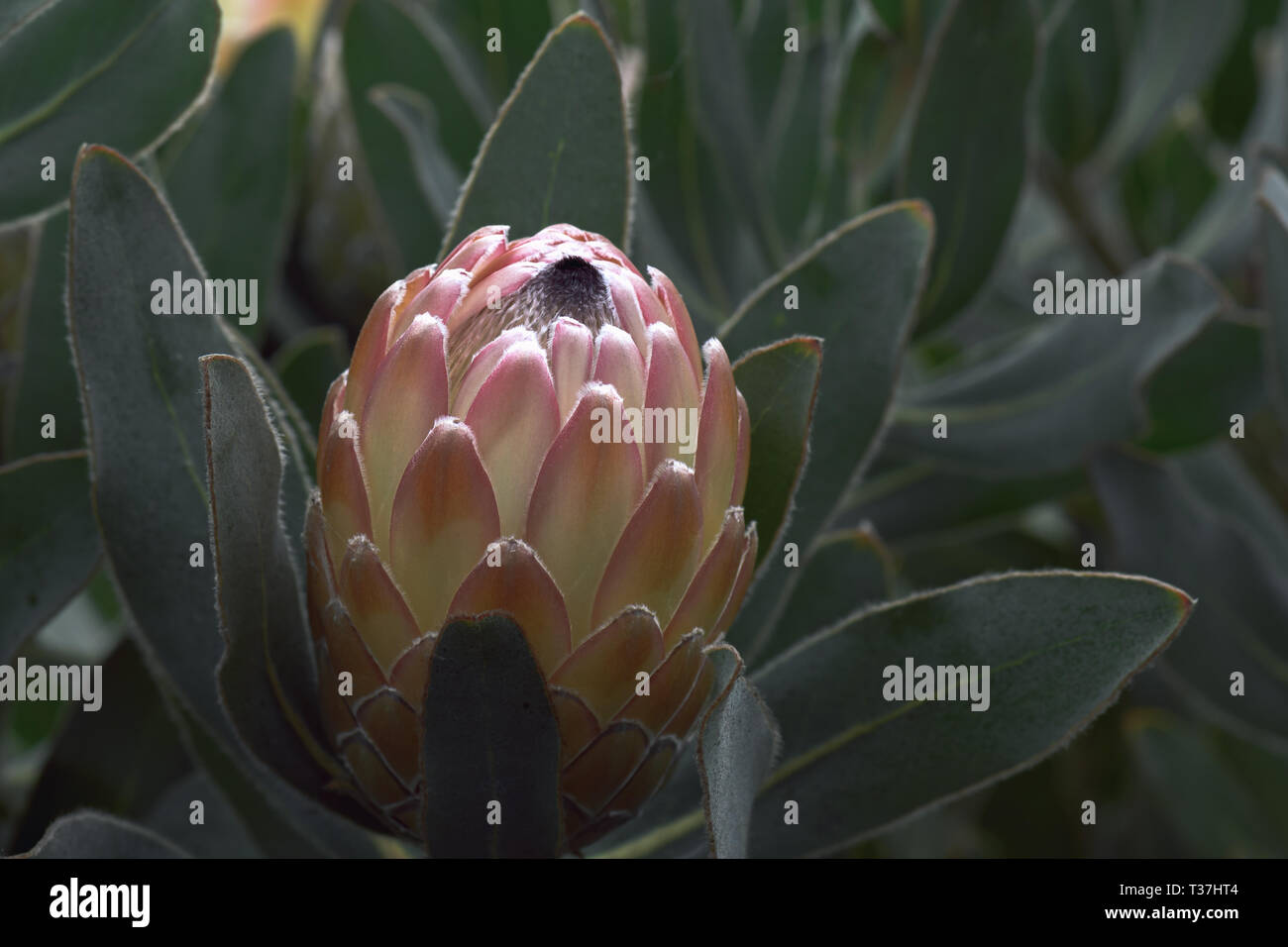Protea texture hi-res stock photography and images - Alamy