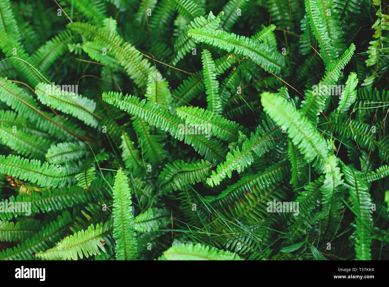 Nephrolepis hi-res stock photography and images - Alamy