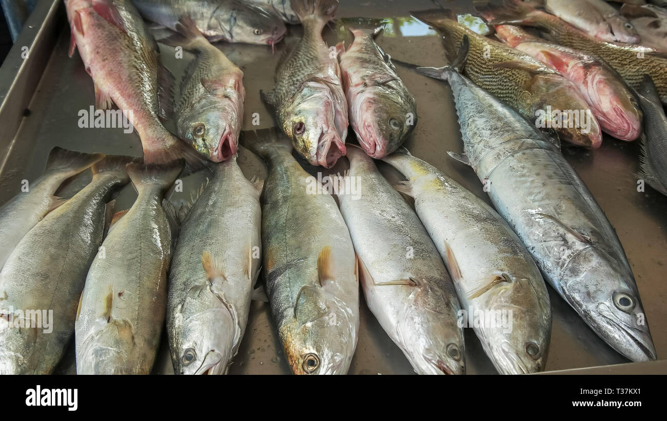 Rio fresh fish hi-res stock photography and images - Alamy